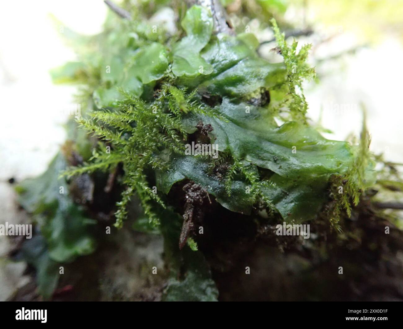 Ring Pellia (Pellia neesiana) Plantae Stock Photo - Alamy