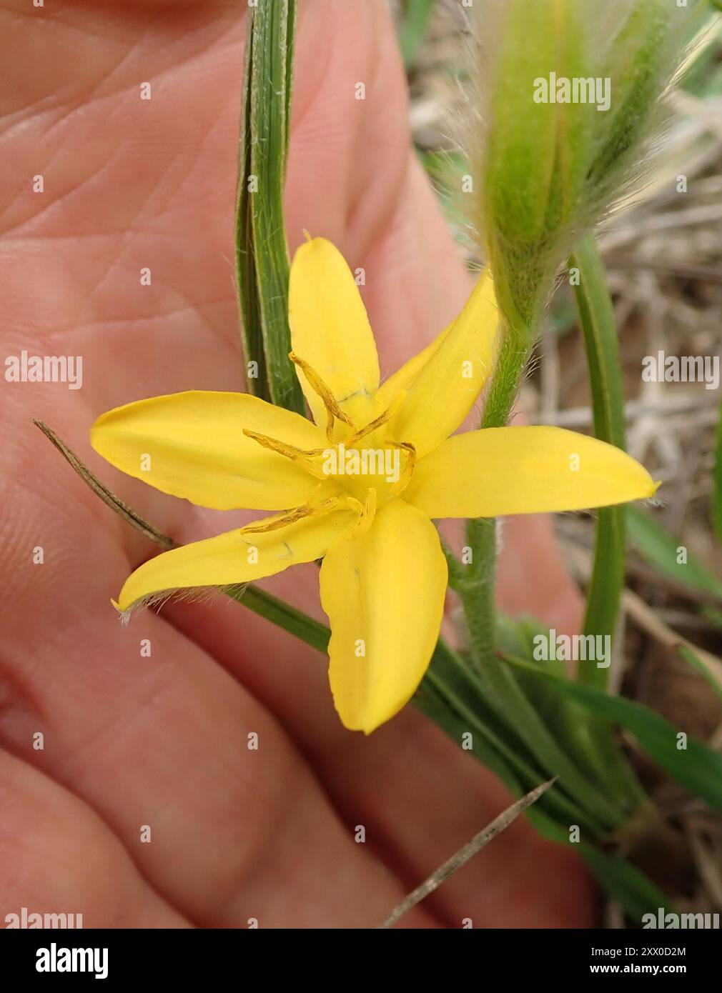 Stargrasses and allies (Hypoxidaceae) Plantae Stock Photo - Alamy