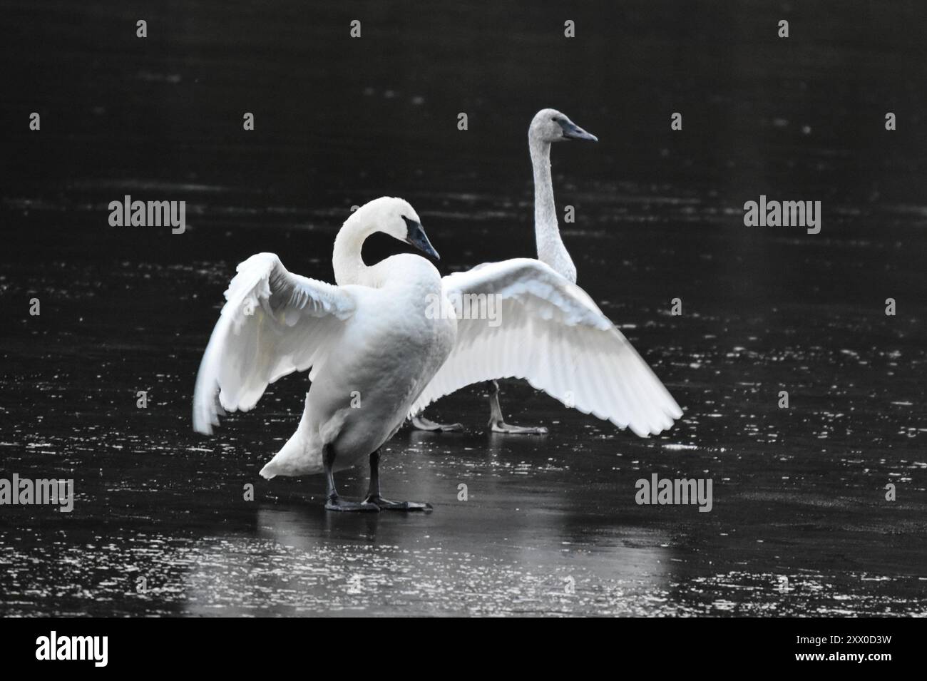 Trumpeter Swan (Cygnus buccinator) Aves Stock Photo - Alamy