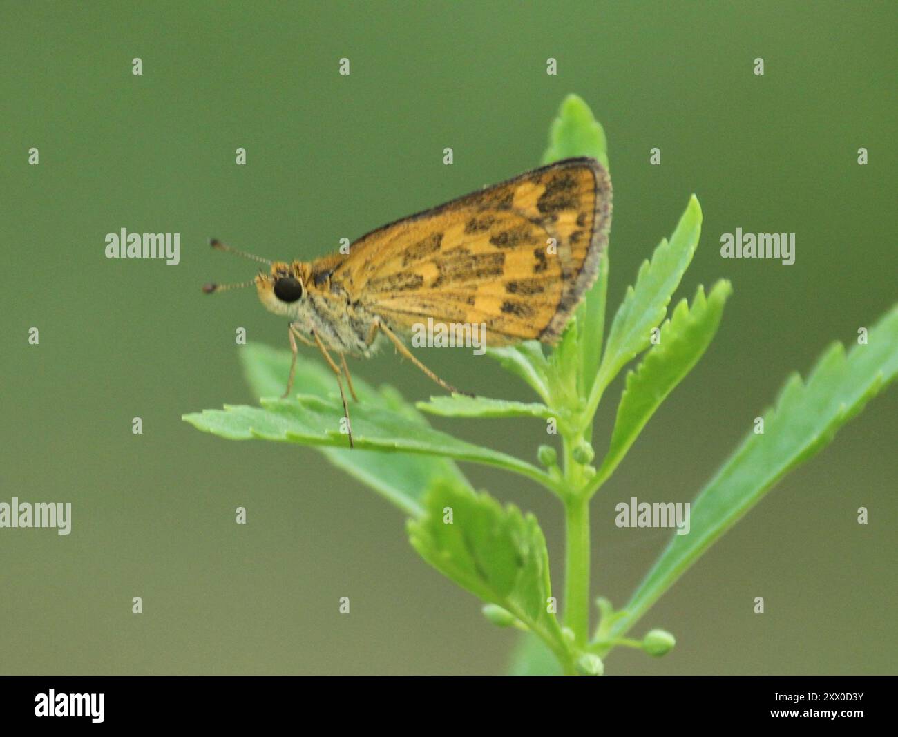Tamil Grass Dart (Taractrocera ceramas) Insecta Stock Photo - Alamy