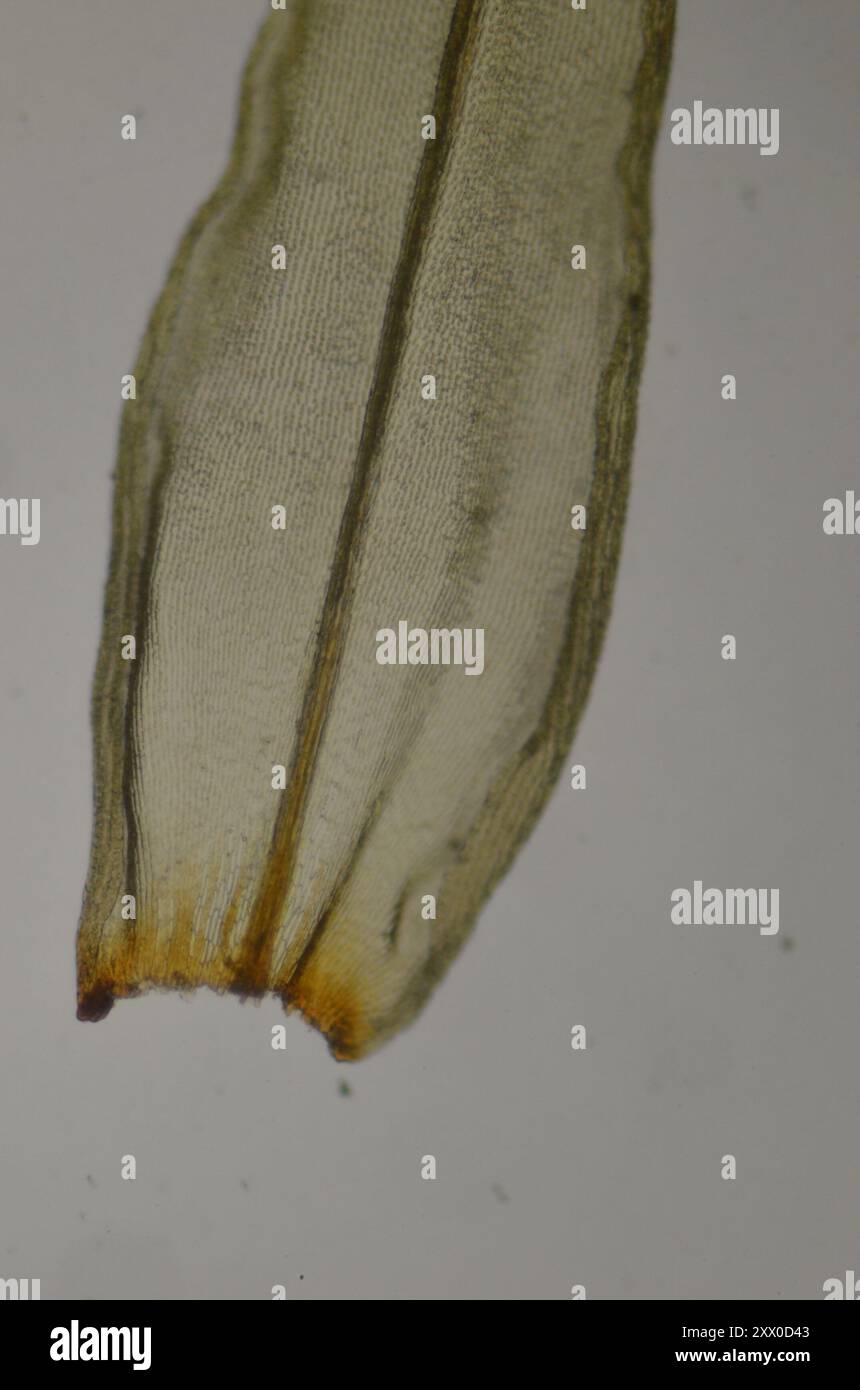 Papillose Bloom Moss (Schistidium papillosum) Plantae Stock Photo - Alamy