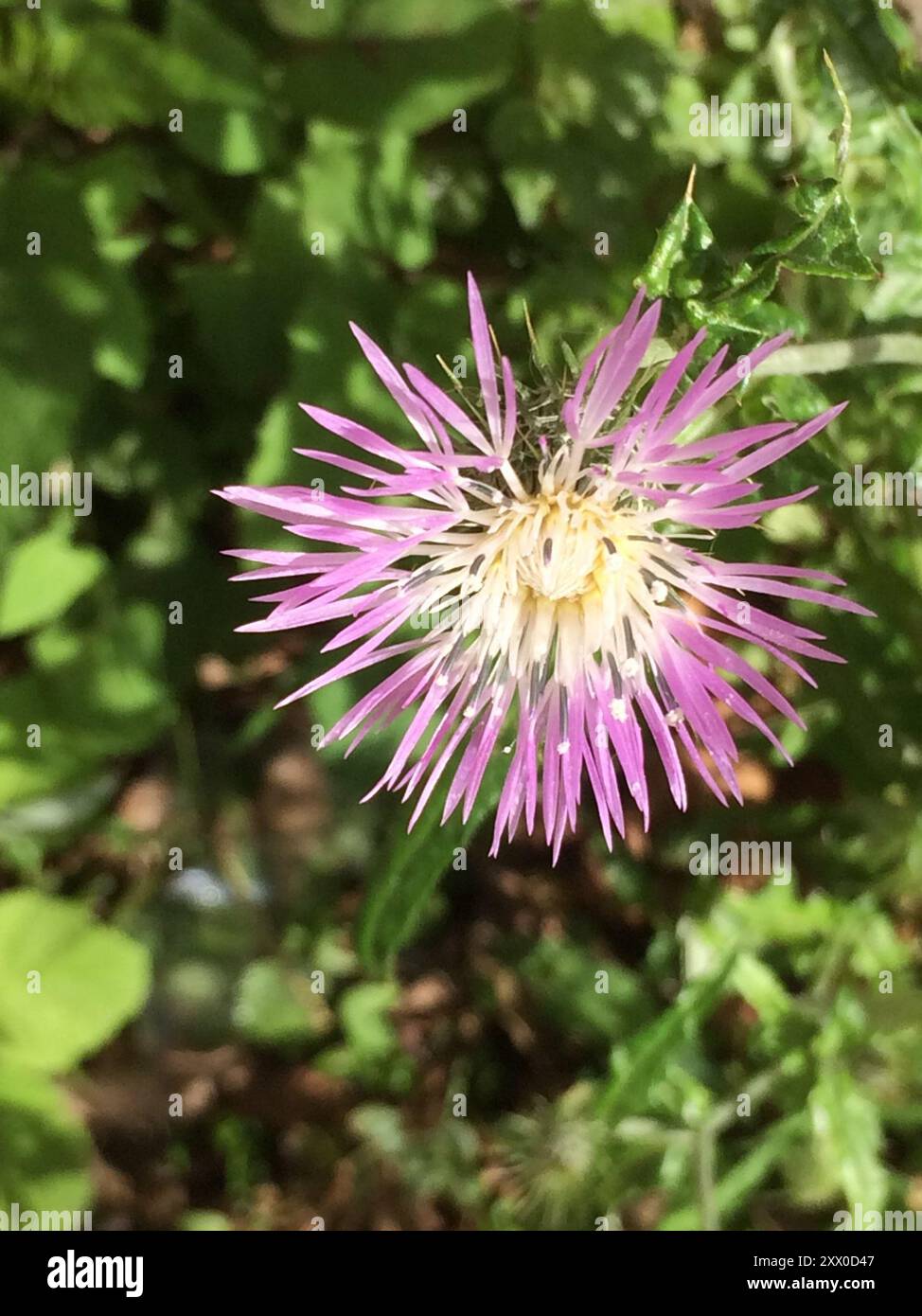 Boar Thistle (Galactites tomentosus) Plantae Stock Photo - Alamy