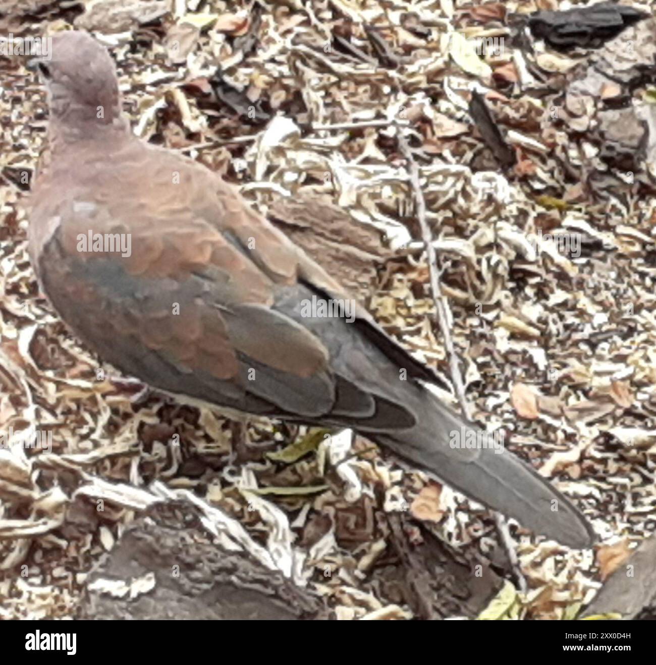 Southern Laughing Dove (Spilopelia senegalensis senegalensis) Aves ...
