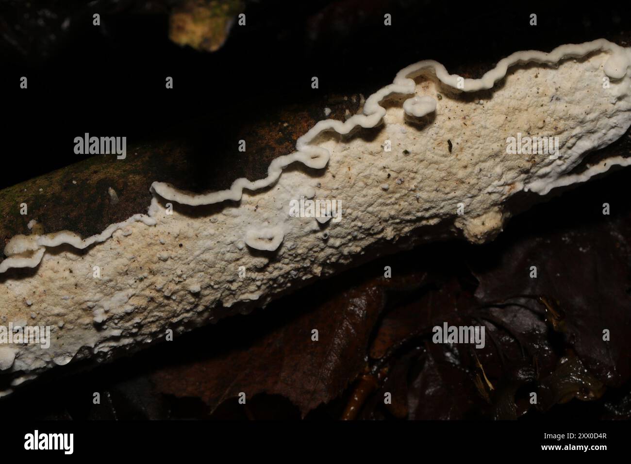 Netted Crust (Byssomerulius corium) Fungi Stock Photo - Alamy
