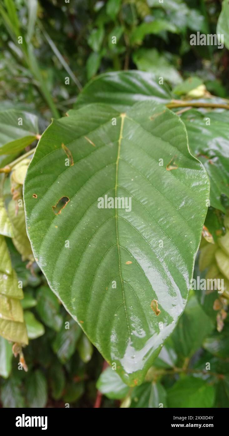 wild hops (Flemingia strobilifera) Plantae Stock Photo - Alamy