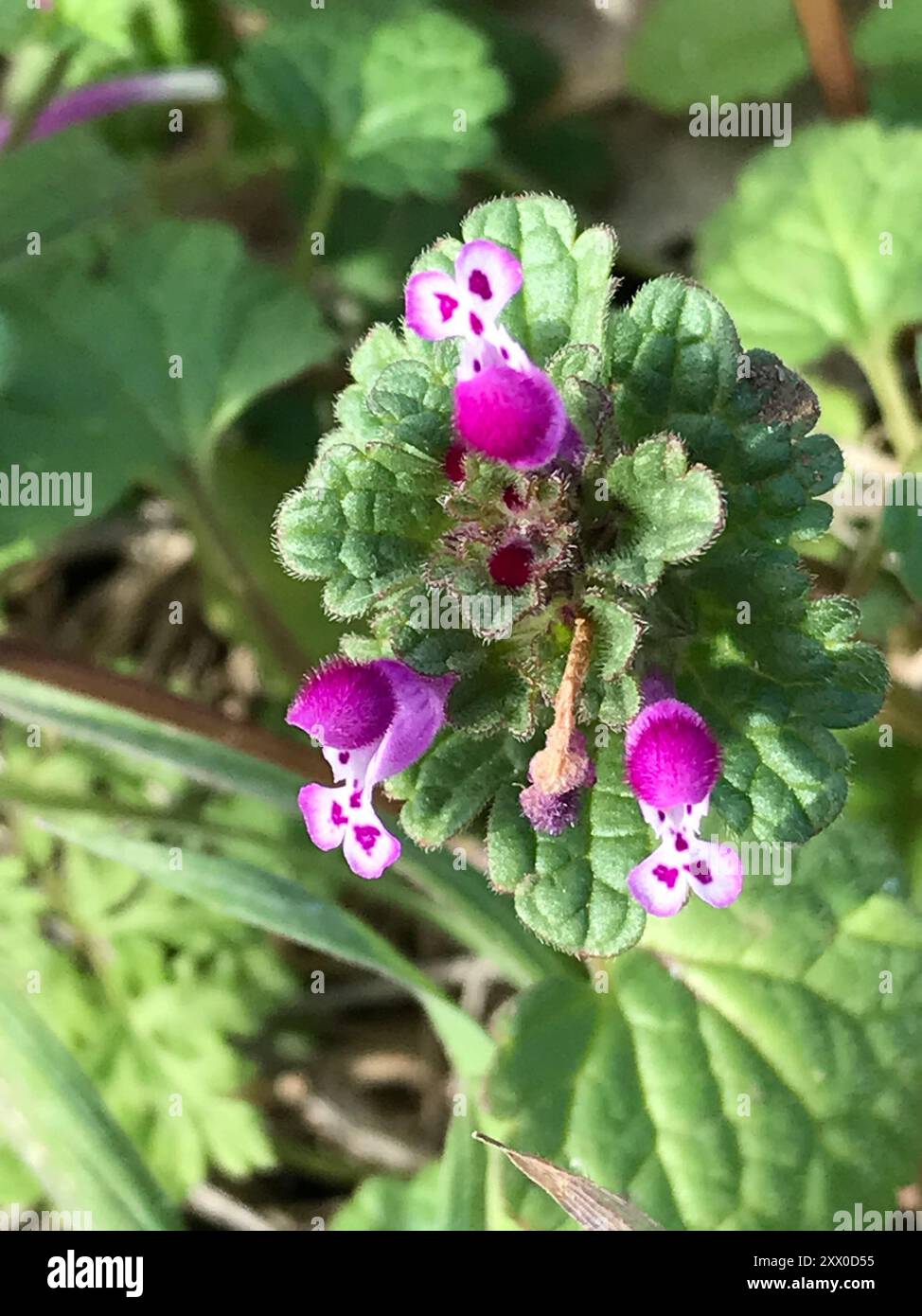 henbit deadnettle (Lamium amplexicaule) Plantae Stock Photo - Alamy