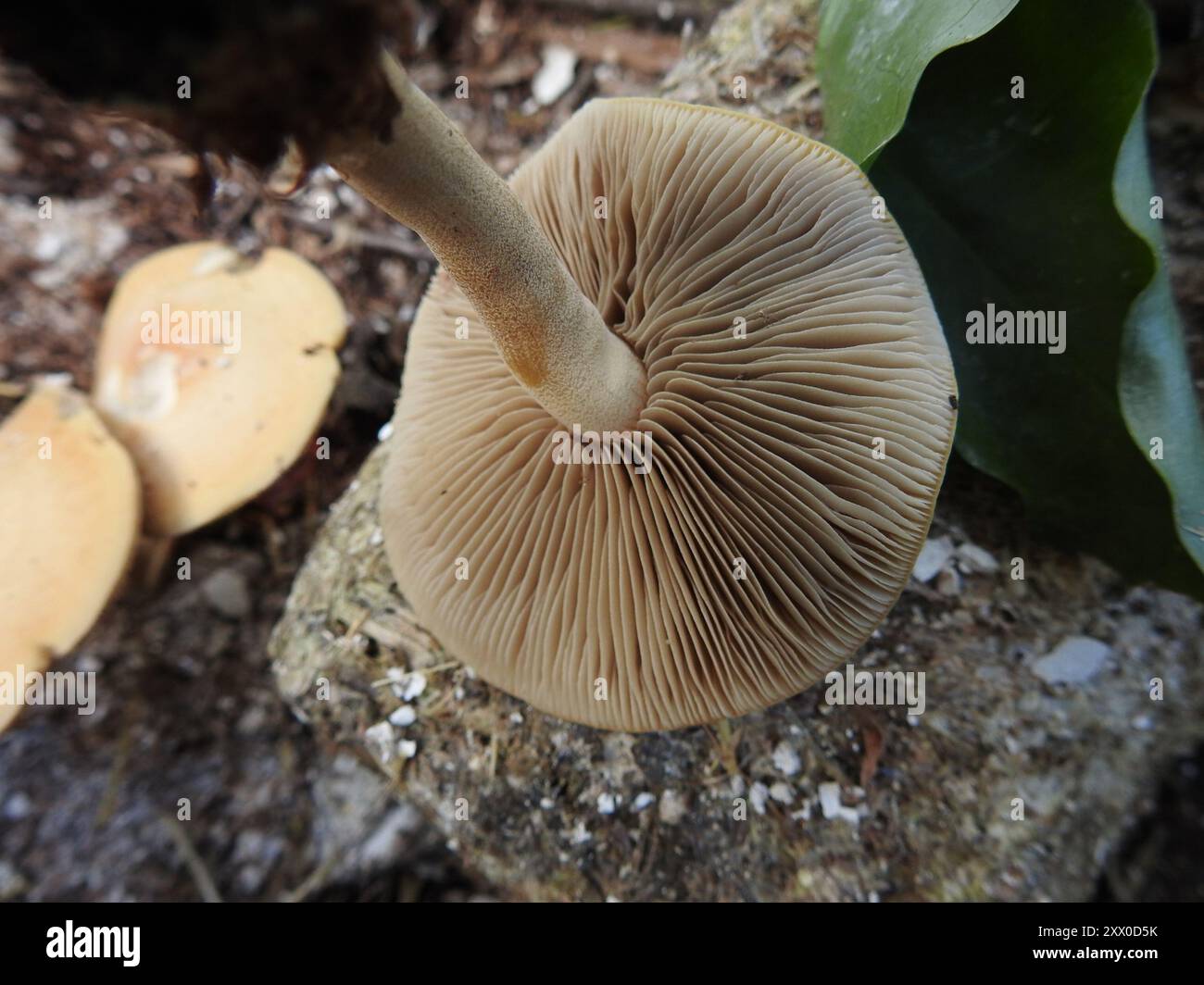 Mulch Fieldcap (Agrocybe putaminum) Fungi Stock Photo - Alamy