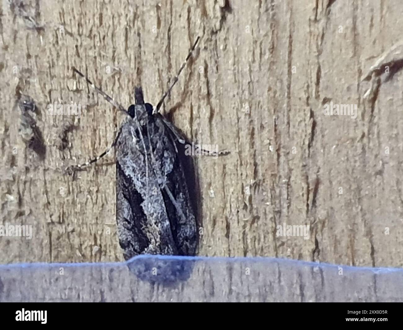 Sod webworm (Eudonia submarginalis) Insecta Stock Photo - Alamy