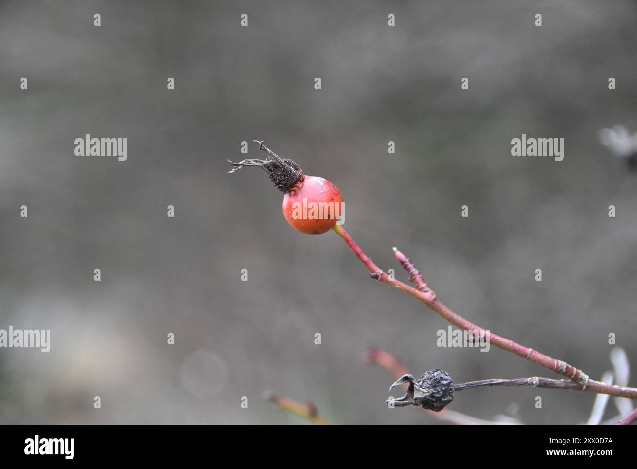 Nootka rose (Rosa nutkana) Plantae Stock Photo - Alamy