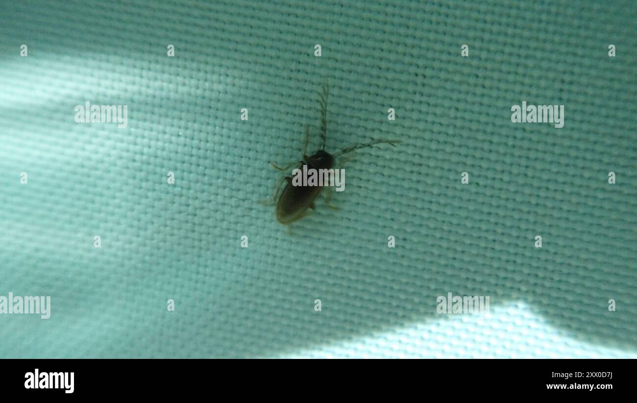 Toe-winged Beetles (Ptilodactylidae) Insecta Stock Photo - Alamy