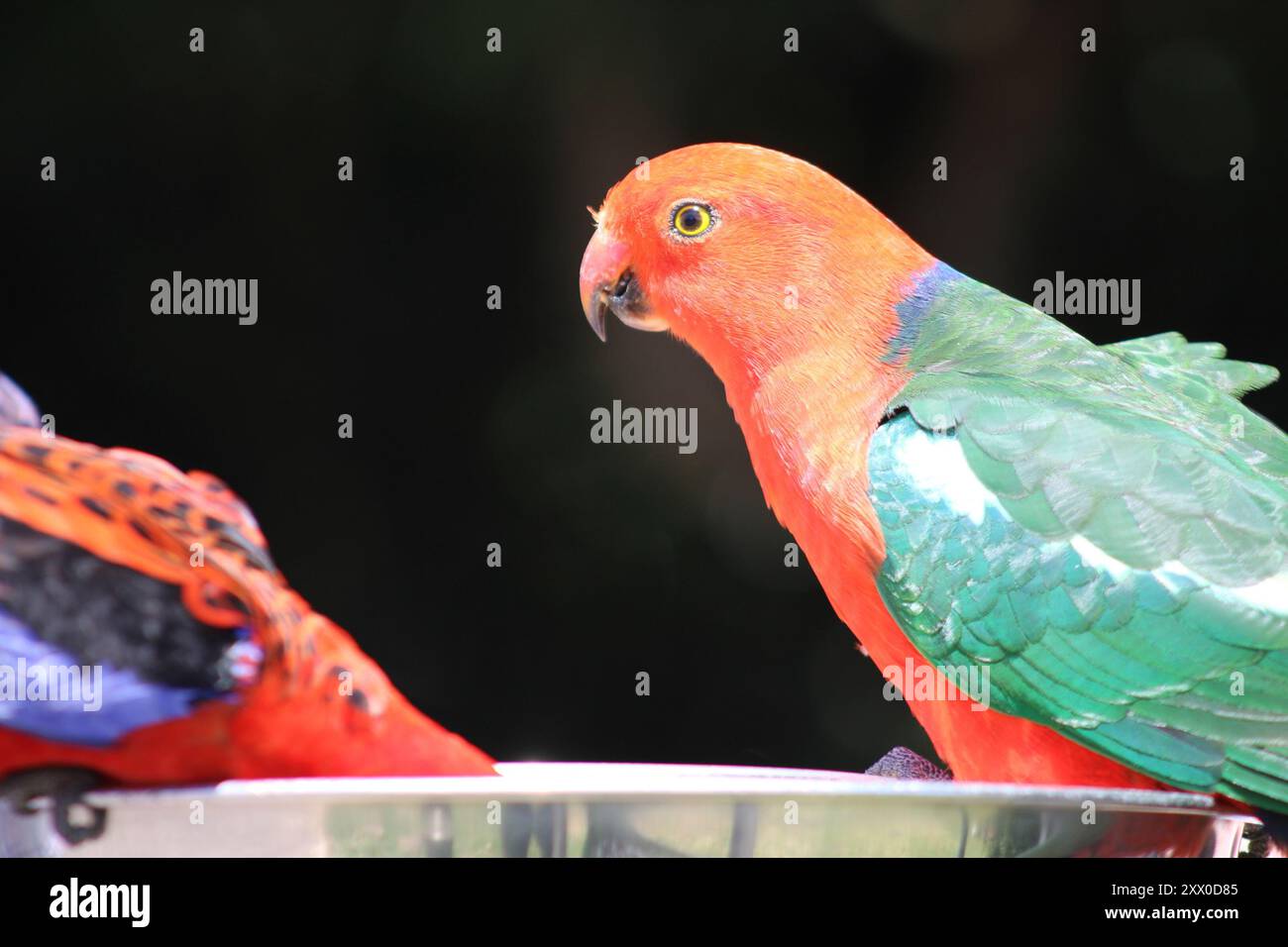 Australian King Parrot (Alisterus scapularis) Aves Stock Photo - Alamy