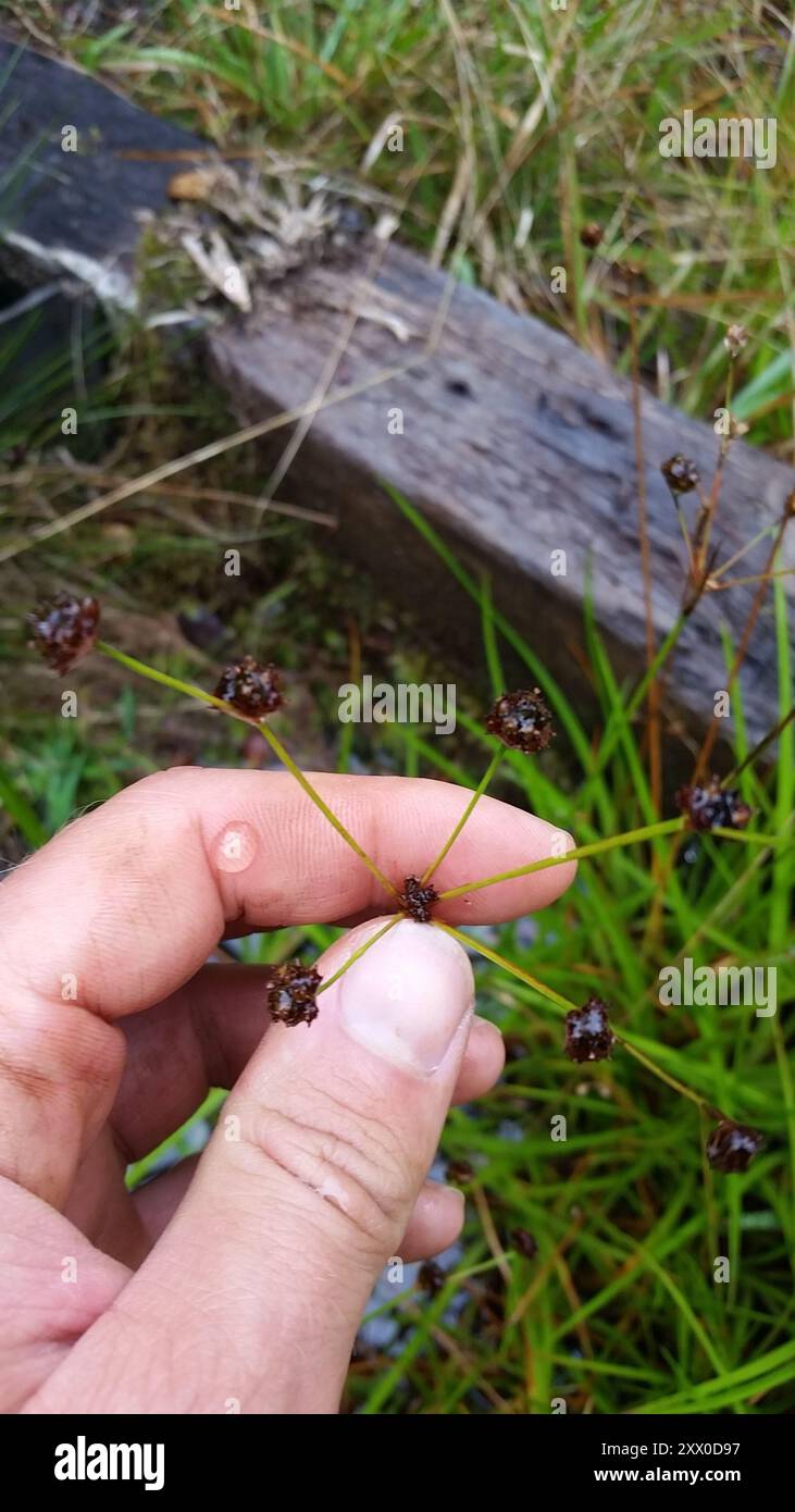 Flat-leaved Rush (Juncus planifolius) Plantae Stock Photo - Alamy