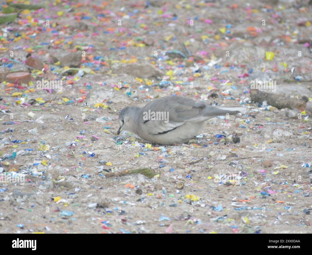 Picuí Ground Dove (Columbina picui) Aves Stock Photo - Alamy
