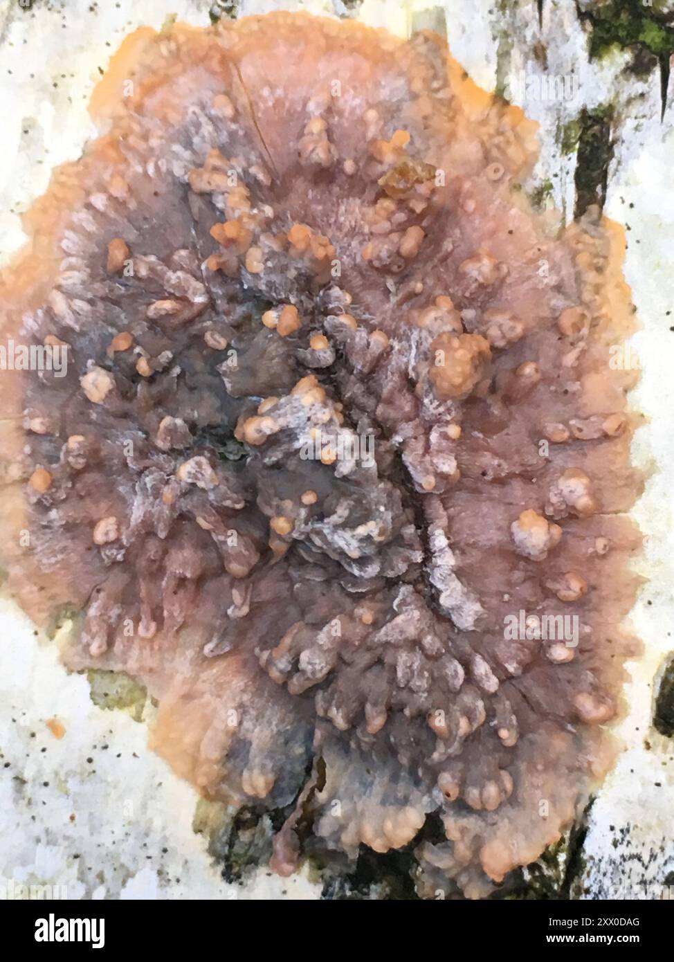 Wrinkled Crust (Phlebia radiata) Fungi Stock Photo - Alamy