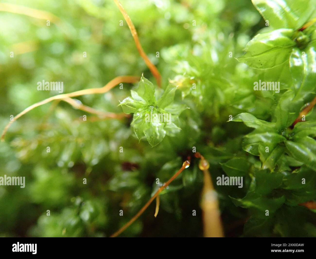magnificent leafy moss (Plagiomnium venustum) Plantae Stock Photo - Alamy