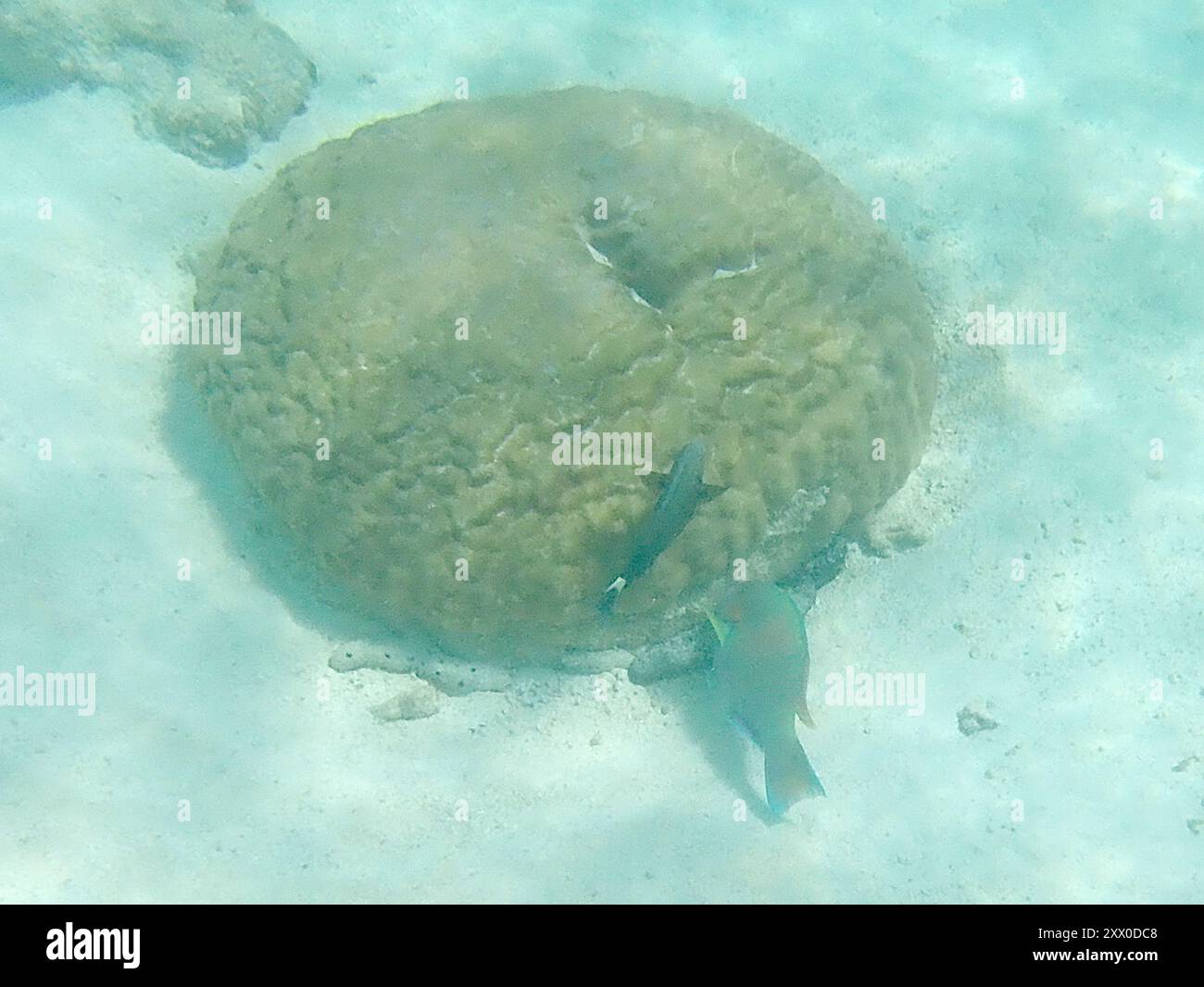 Surf Parrotfish (Scarus rivulatus) Actinopterygii Stock Photo - Alamy