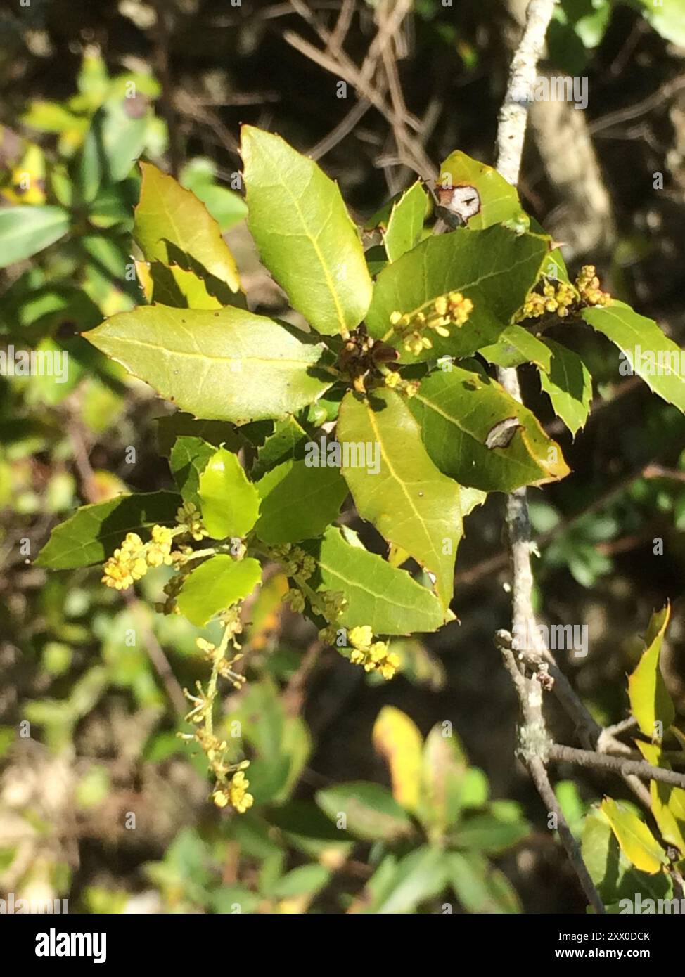 Kermes oak (Quercus coccifera) Plantae Stock Photo - Alamy