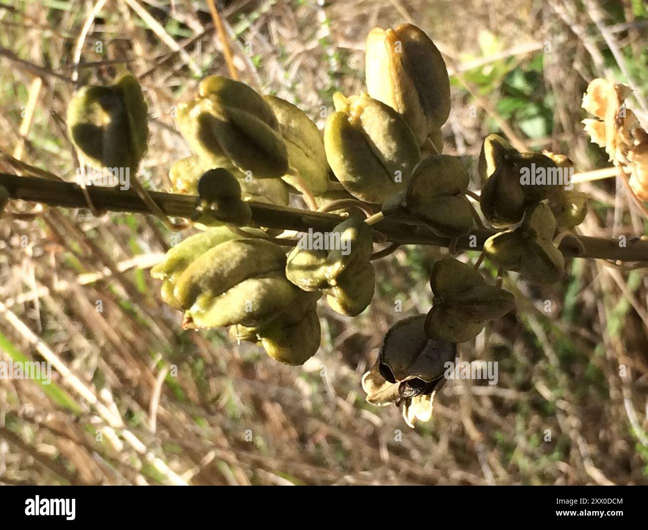 sea squill (Drimia maritima) Plantae Stock Photo - Alamy