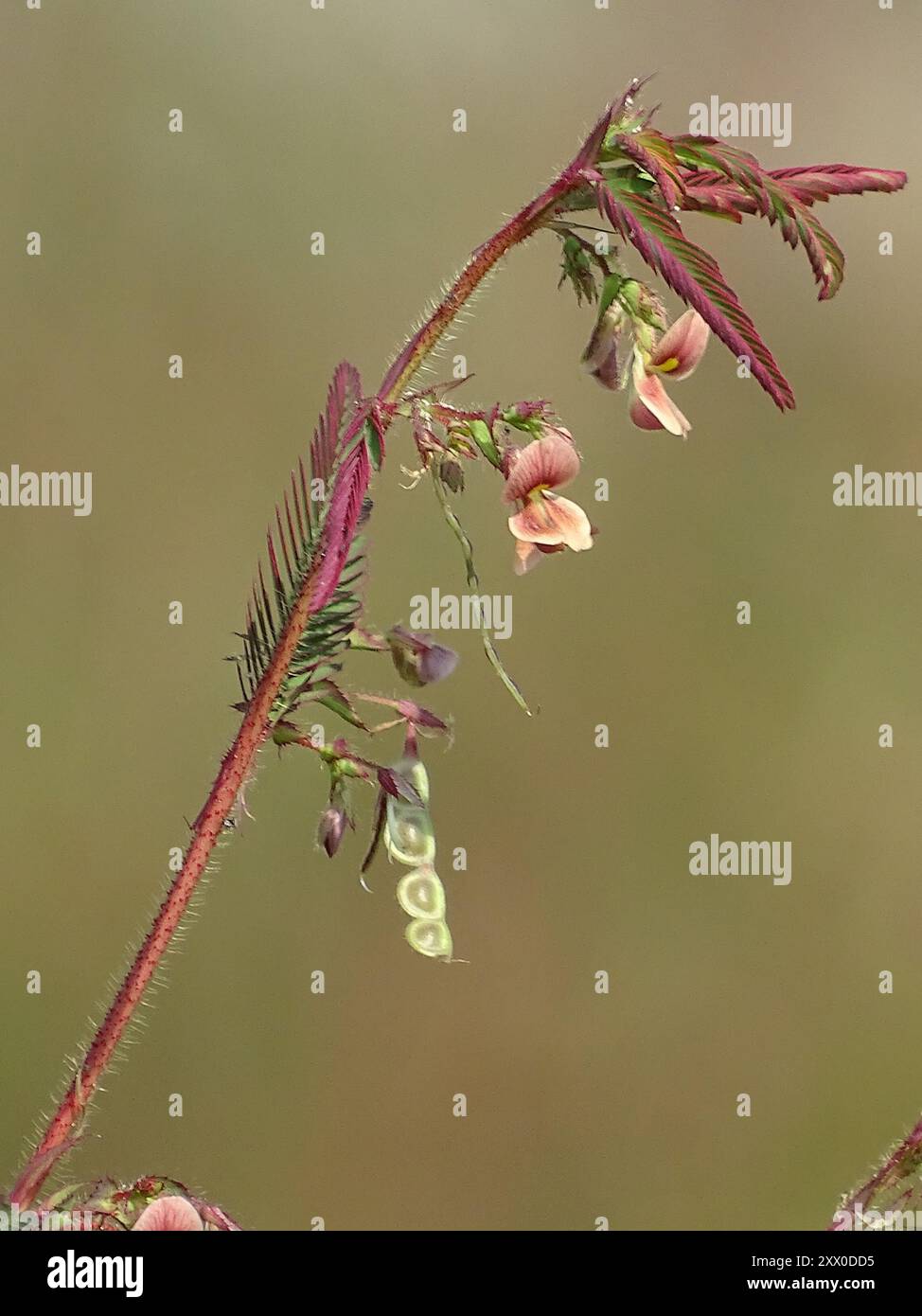 shyleaf (Aeschynomene americana) Plantae Stock Photo - Alamy