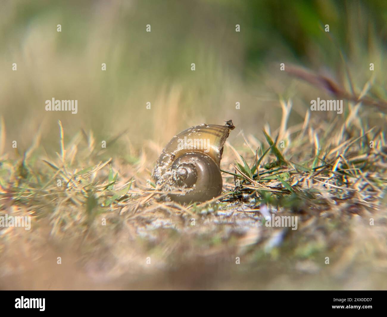 Island Apple Snail (Pomacea maculata) Mollusca Stock Photo - Alamy