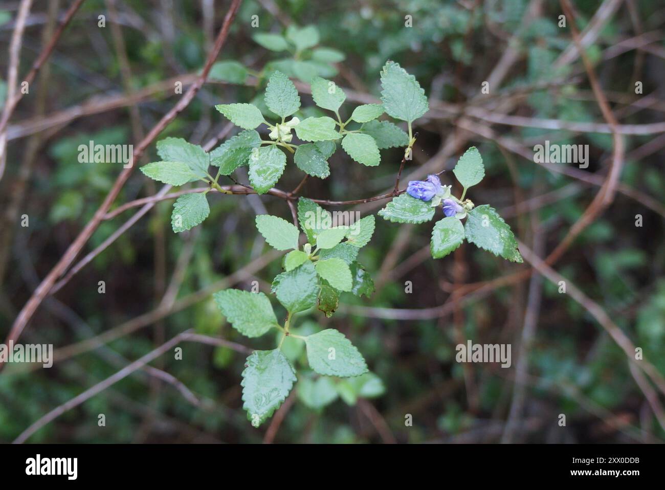 shrubby blue sage (Salvia ballotiflora) Plantae Stock Photo - Alamy