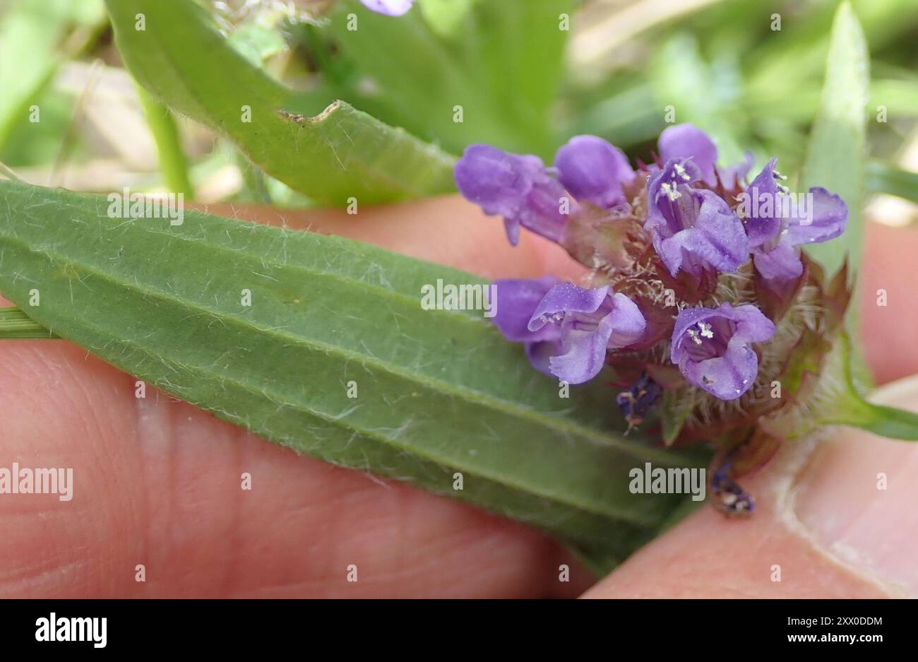 common selfheal (Prunella vulgaris) Plantae Stock Photo - Alamy