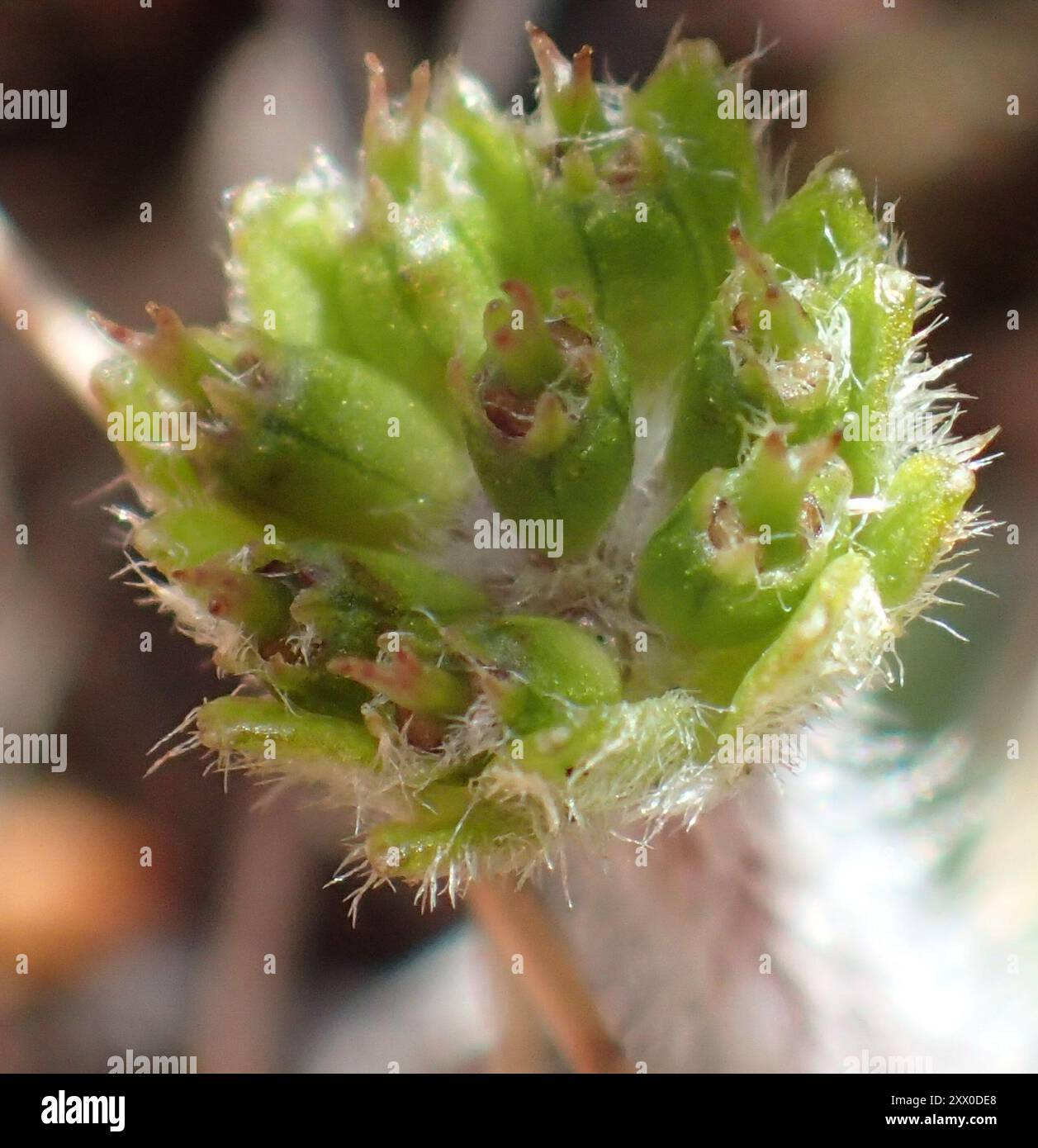 tiny flannel flower (Actinotus bellidioides) Plantae Stock Photo - Alamy