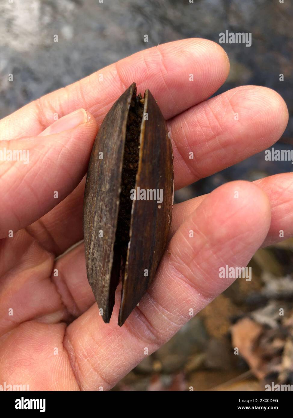 Eastern Elliptio (Elliptio complanata) Mollusca Stock Photo - Alamy