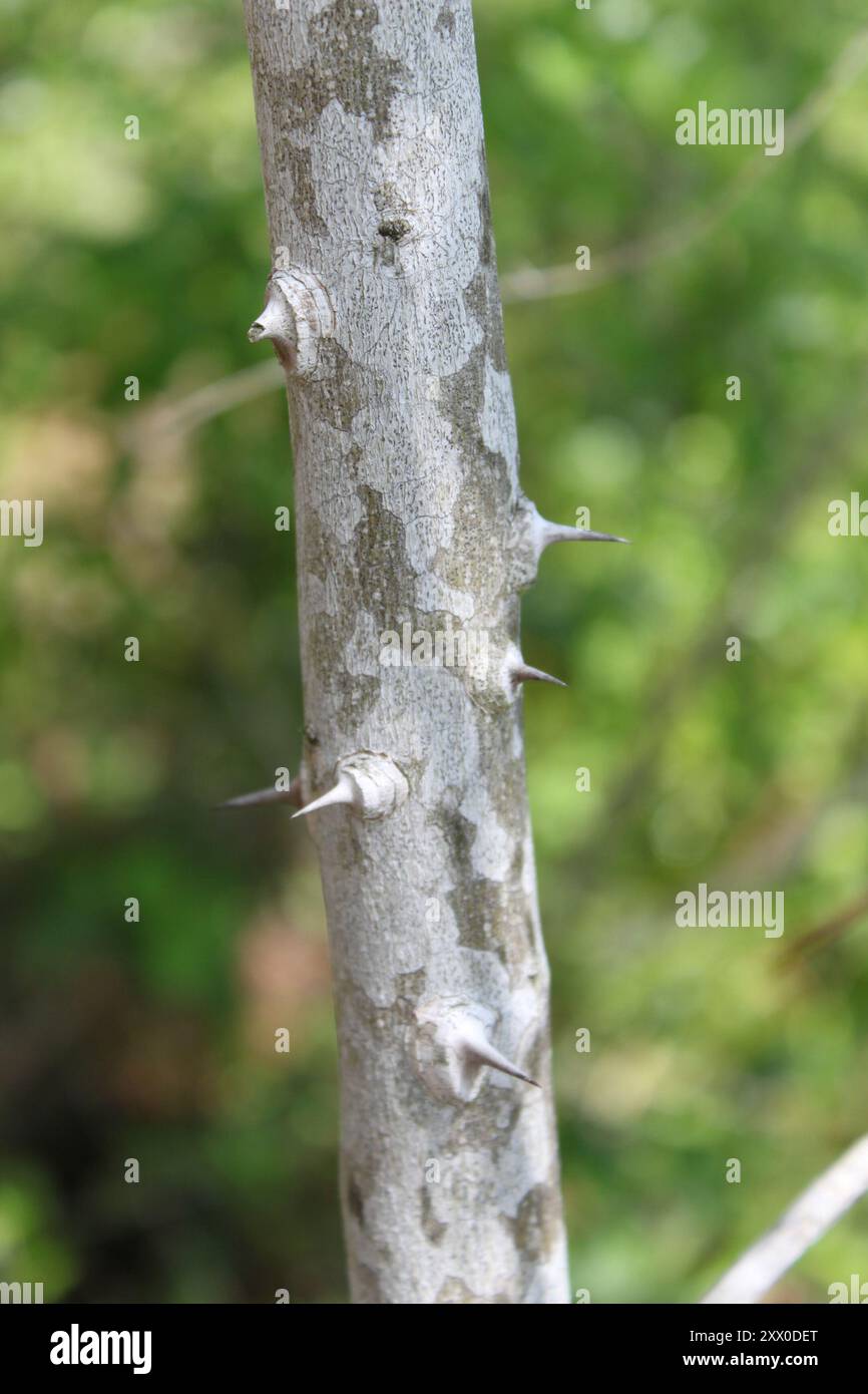 Hercules' club (Zanthoxylum clava-herculis) Plantae Stock Photo - Alamy