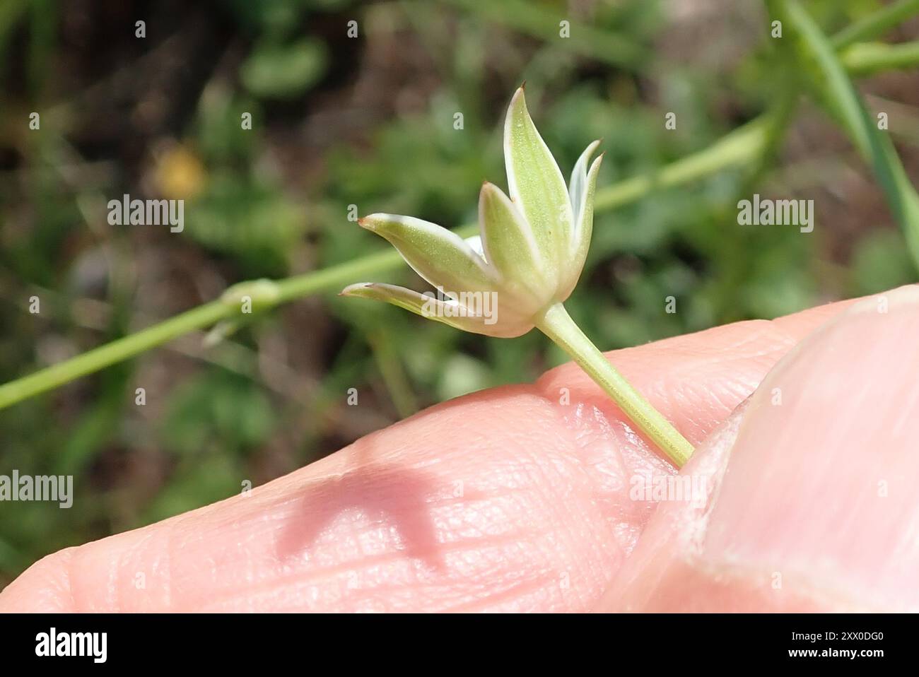 Fivefive Ministar (Alepidea peduncularis) Plantae Stock Photo - Alamy