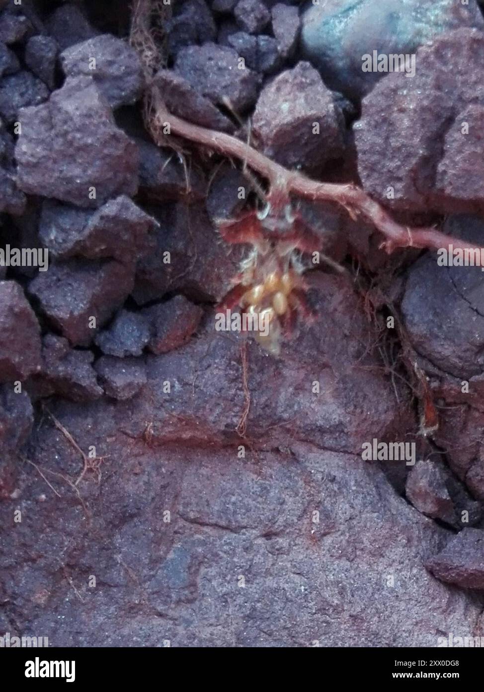 Golden egg bug (Phyllomorpha laciniata) Insecta Stock Photo - Alamy