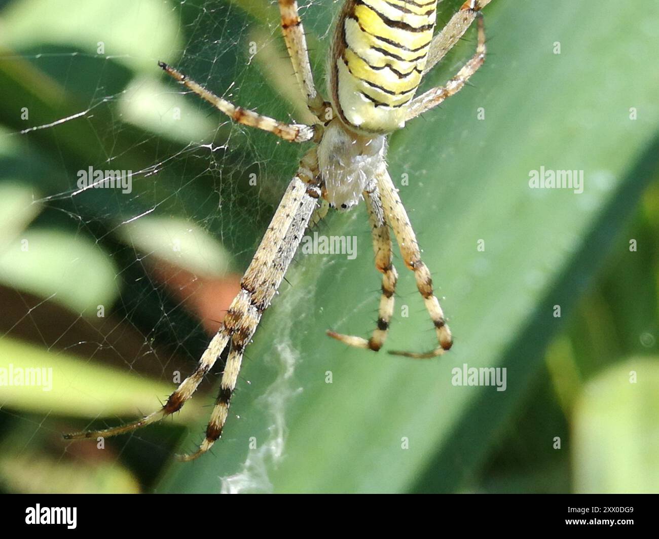 Wasp Spider (Argiope bruennichi) Arachnida Stock Photo - Alamy