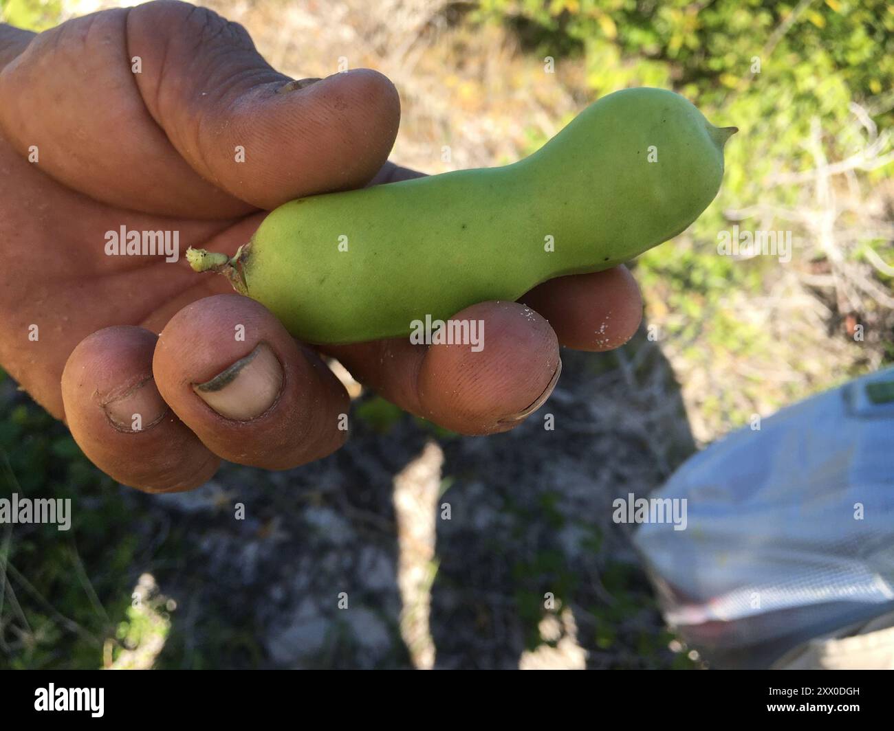 Beach Bean (Canavalia rosea) Plantae Stock Photo - Alamy