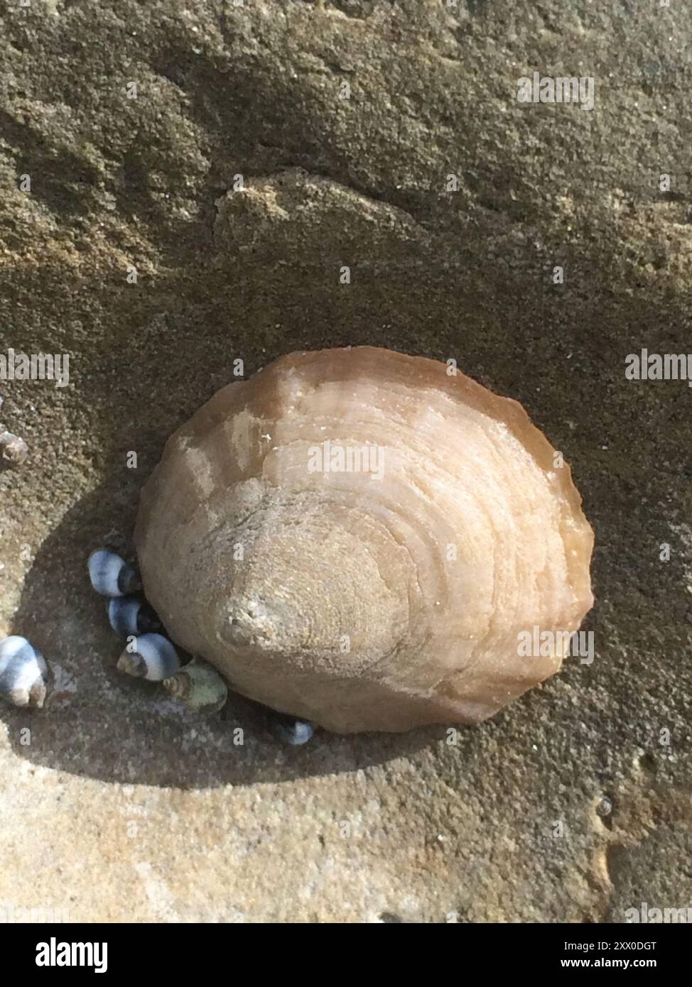 New Zealand Blue-banded Periwinkle (Austrolittorina antipodum) Mollusca ...