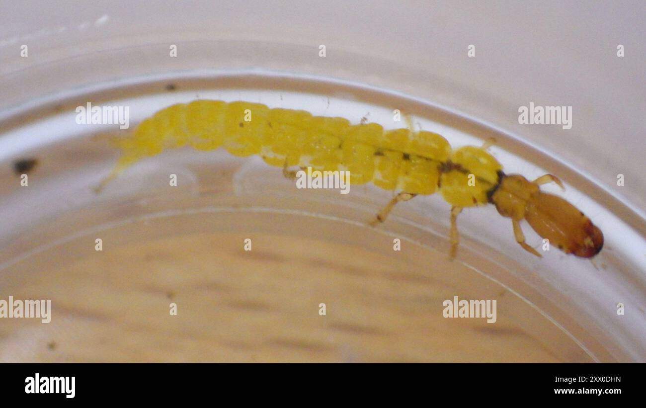 Little Black Caddisflies (Chimarra) Insecta Stock Photo - Alamy