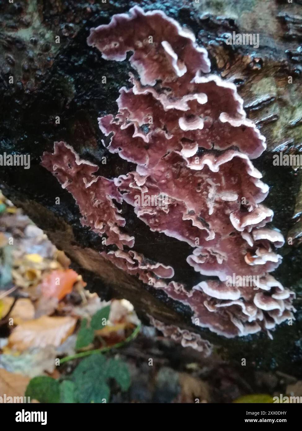 Silverleaf Fungus (Chondrostereum purpureum) Fungi Stock Photo - Alamy