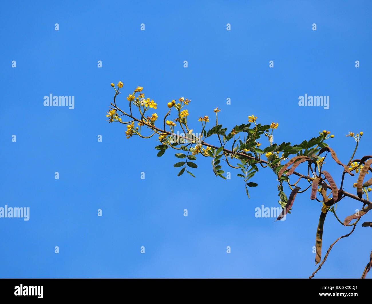 Kassod Tree (Senna siamea) Plantae Stock Photo - Alamy