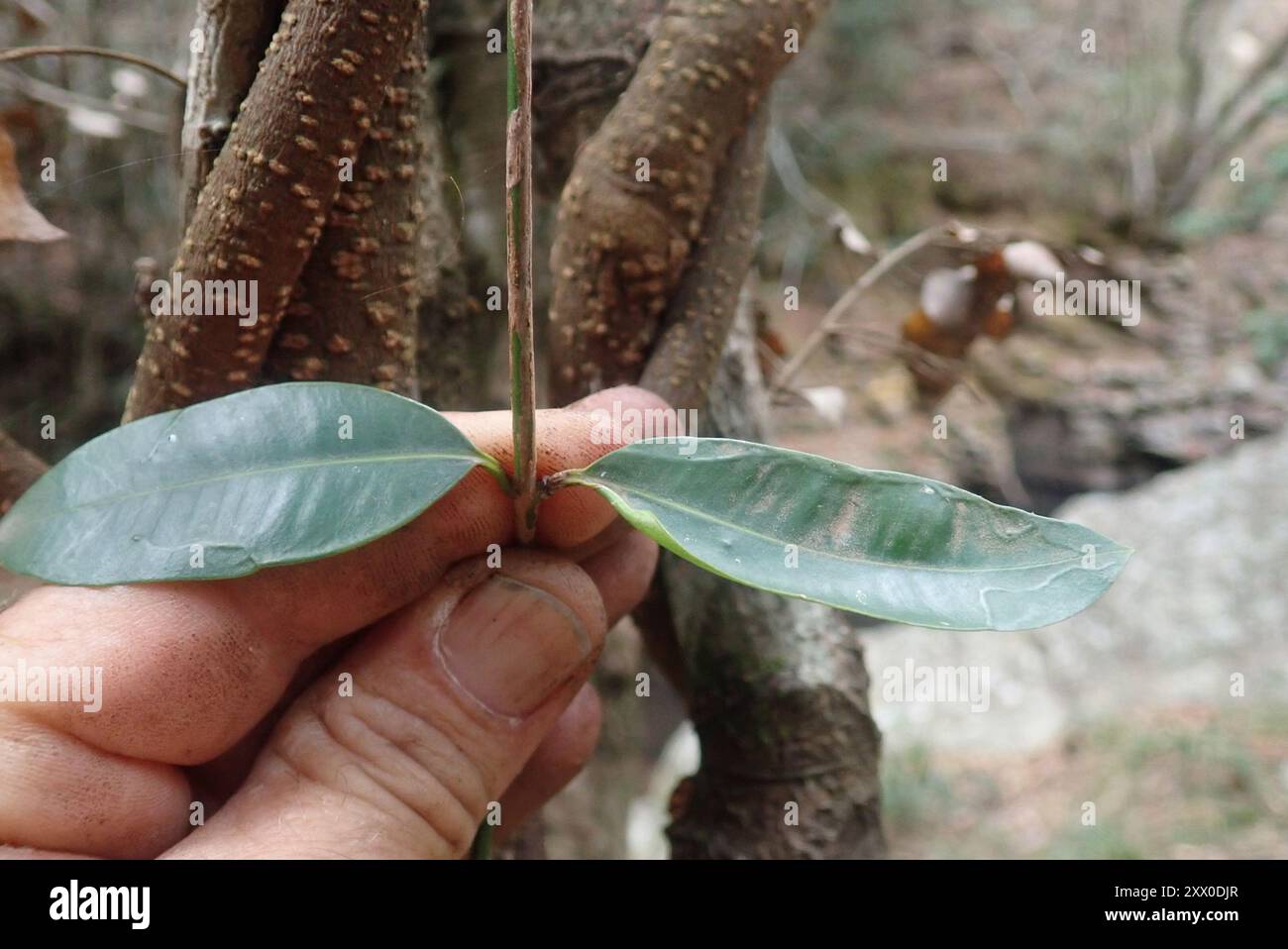 Monkey Rope (Secamone alpini) Plantae Stock Photo - Alamy