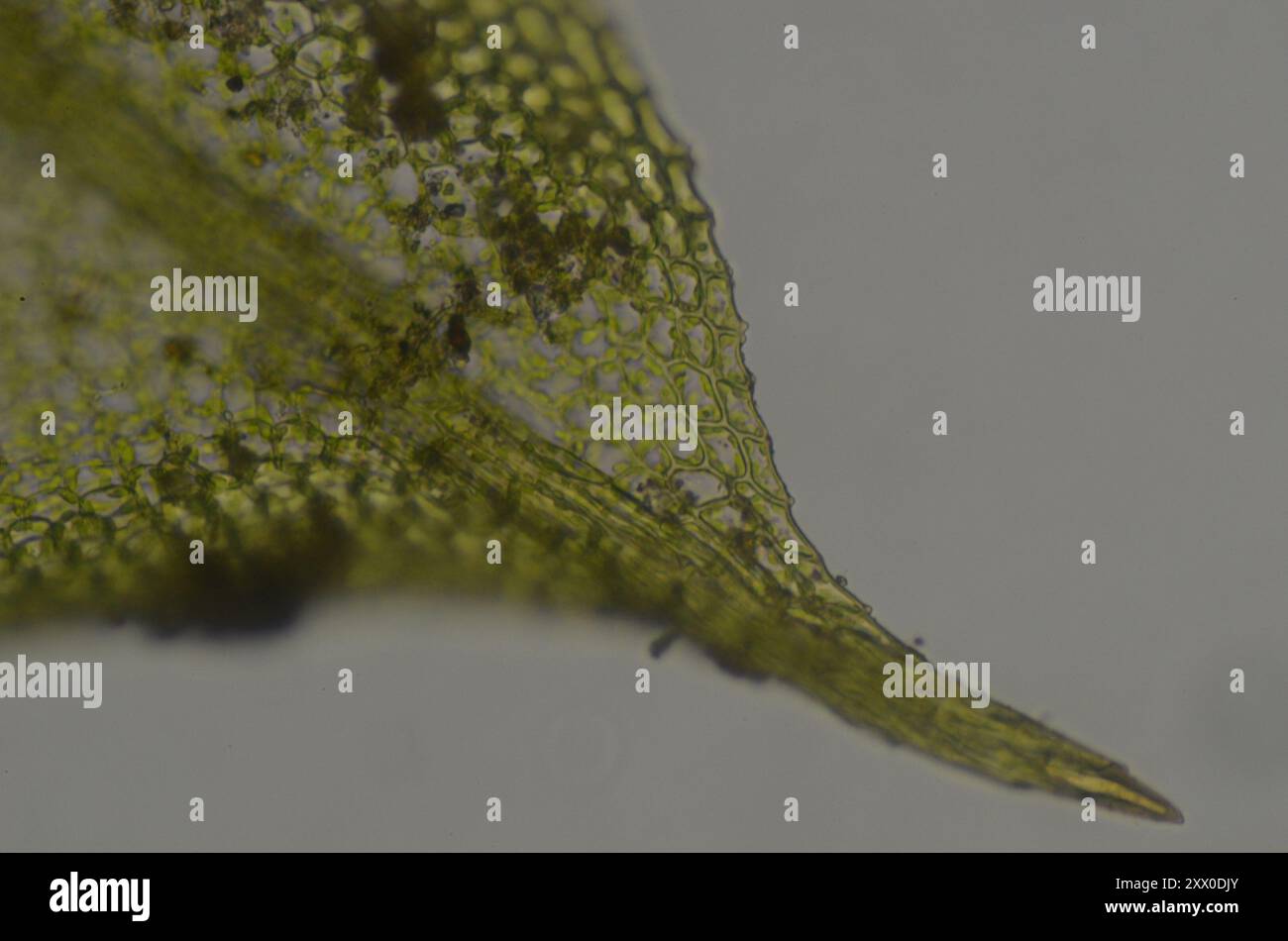 Common Pottia (Tortula truncata) Plantae Stock Photo - Alamy