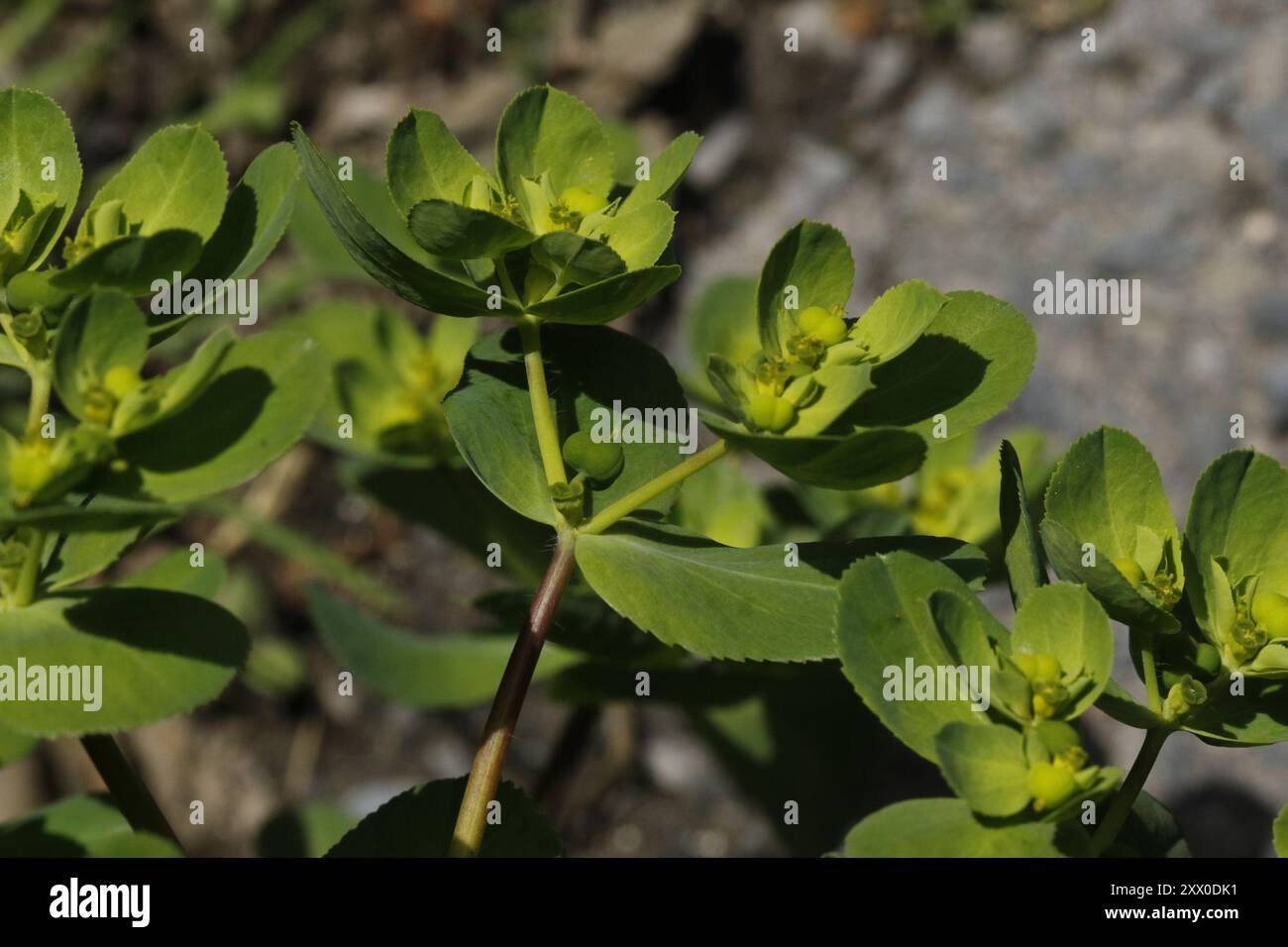 Sun spurge (Euphorbia helioscopia) Plantae Stock Photo - Alamy