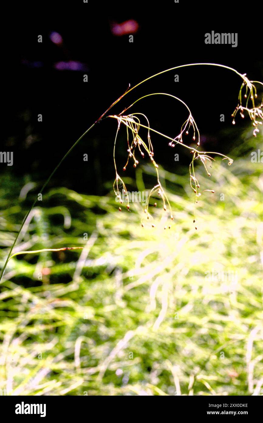 Small-flower Woodrush (Luzula parviflora) Plantae Stock Photo - Alamy