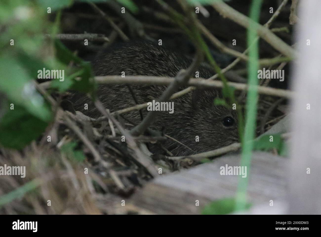 Hispid Cotton Rat (Sigmodon hispidus) Mammalia Stock Photo - Alamy