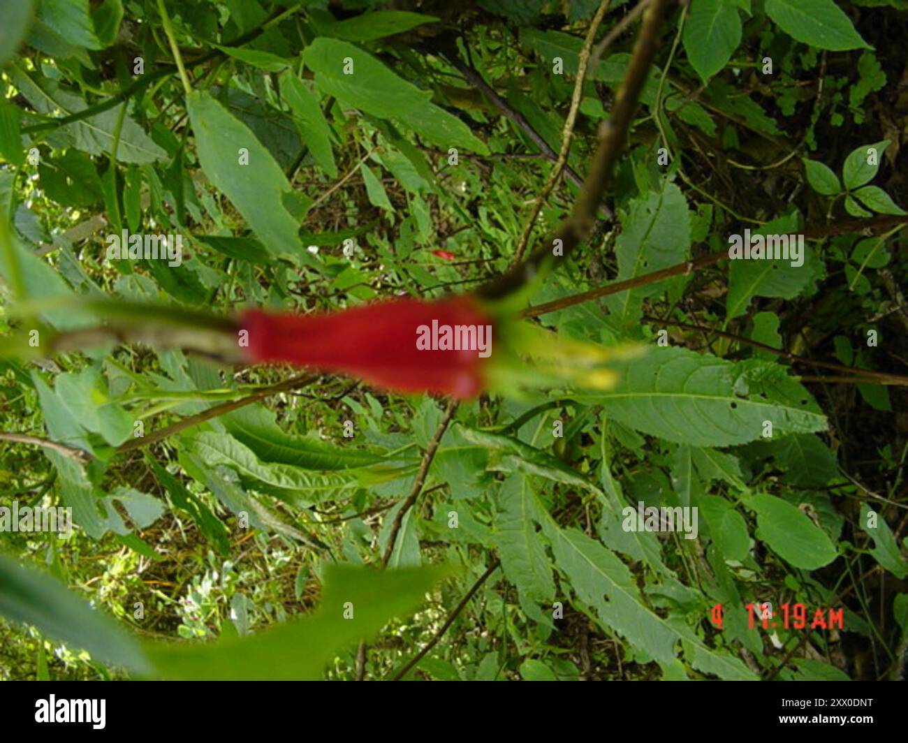 Fuchsia splendens hi-res stock photography and images - Alamy