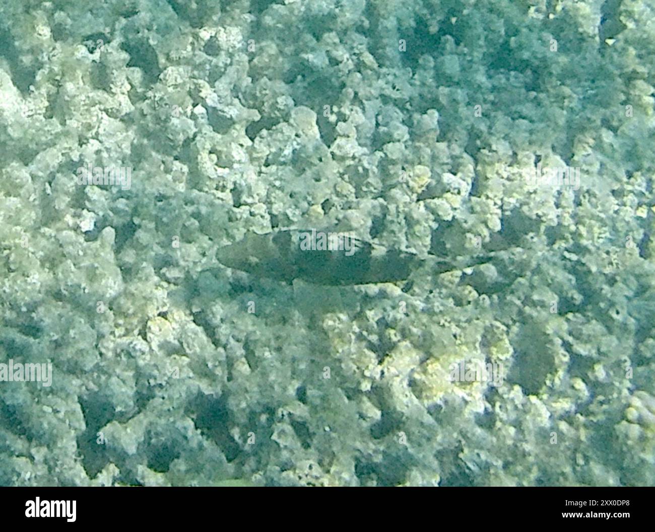 Wrasses and Parrotfishes (Labridae) Actinopterygii Stock Photo - Alamy