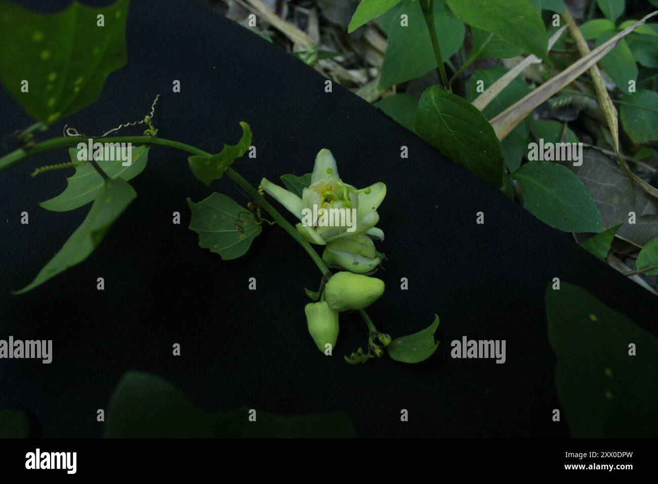 twoflower passionflower (Passiflora biflora) Plantae Stock Photo - Alamy