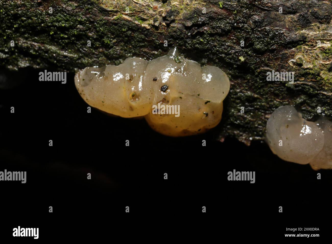 Crystal Brain Fungus (Myxarium nucleatum) Fungi Stock Photo - Alamy