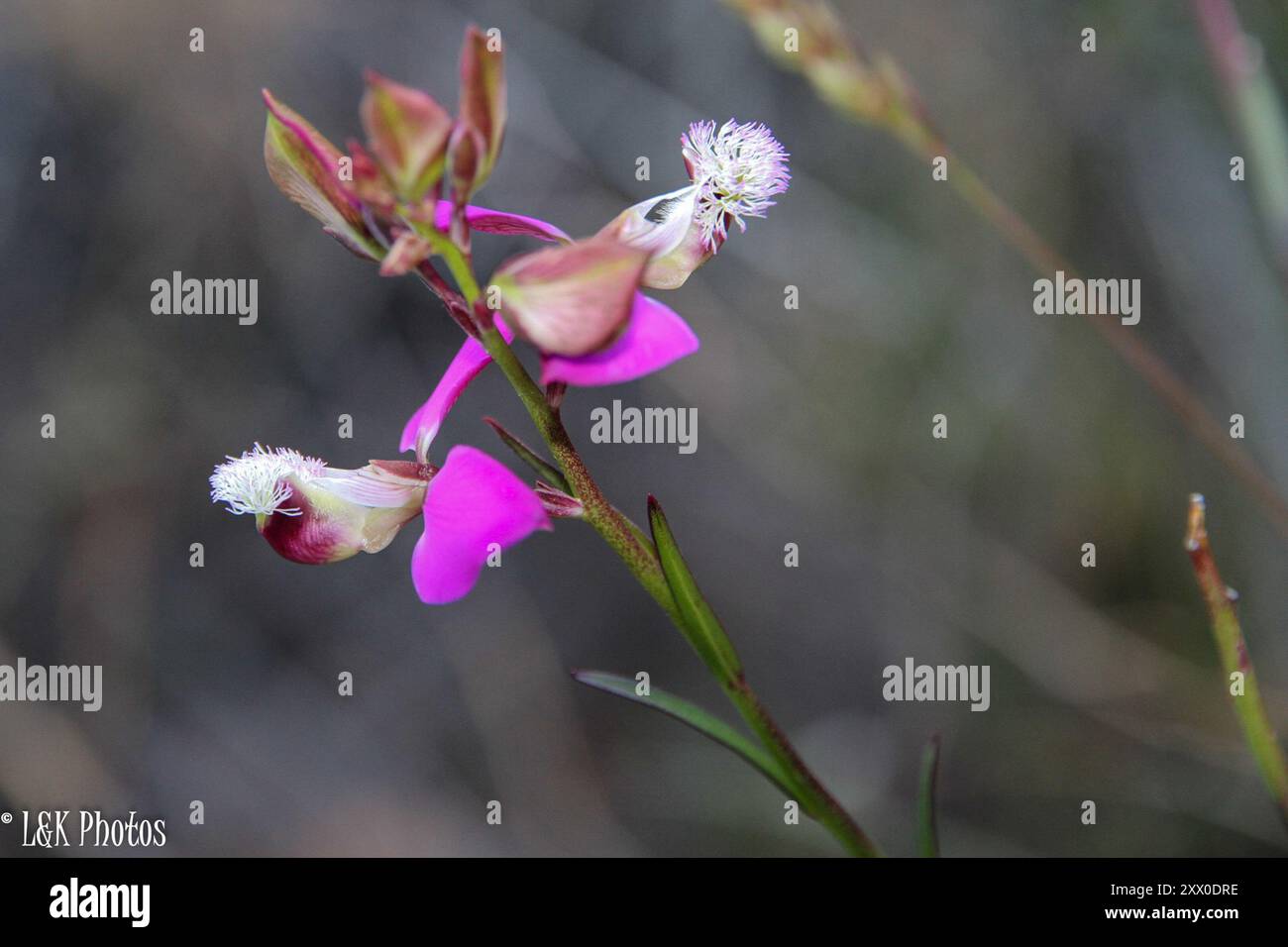 Butterfly Falsepea (Polygala bracteolata) Plantae Stock Photo - Alamy
