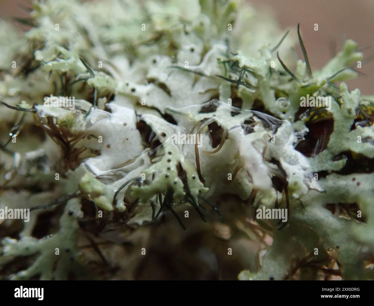 Fringed Rosette Lichen (Physcia tenella) Fungi Stock Photo - Alamy