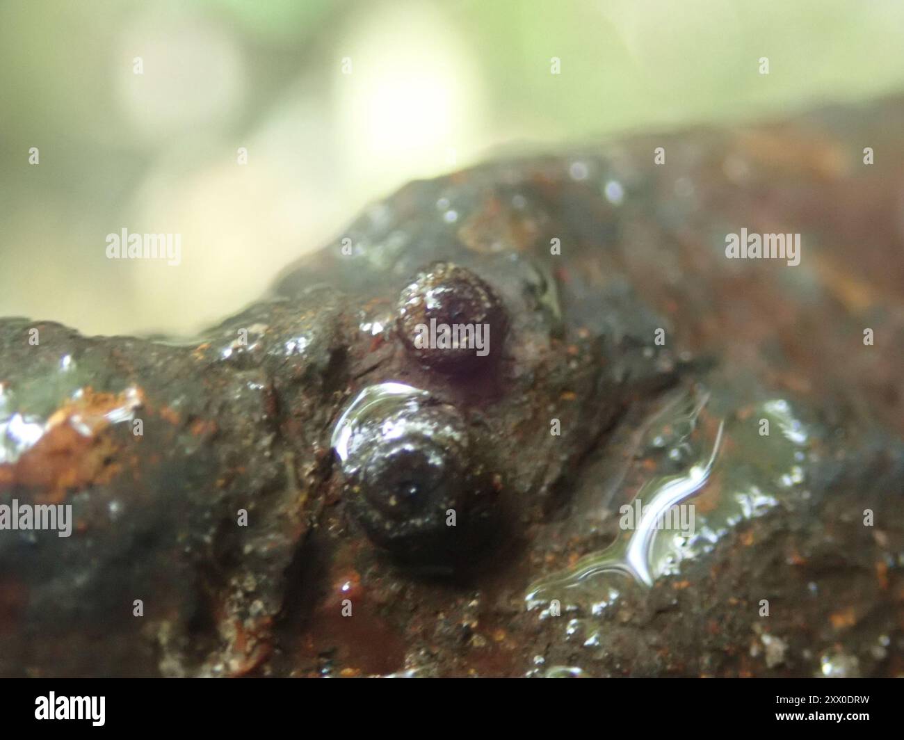 Spiral Caddisflies (Helicopsyche) Insecta Stock Photo - Alamy