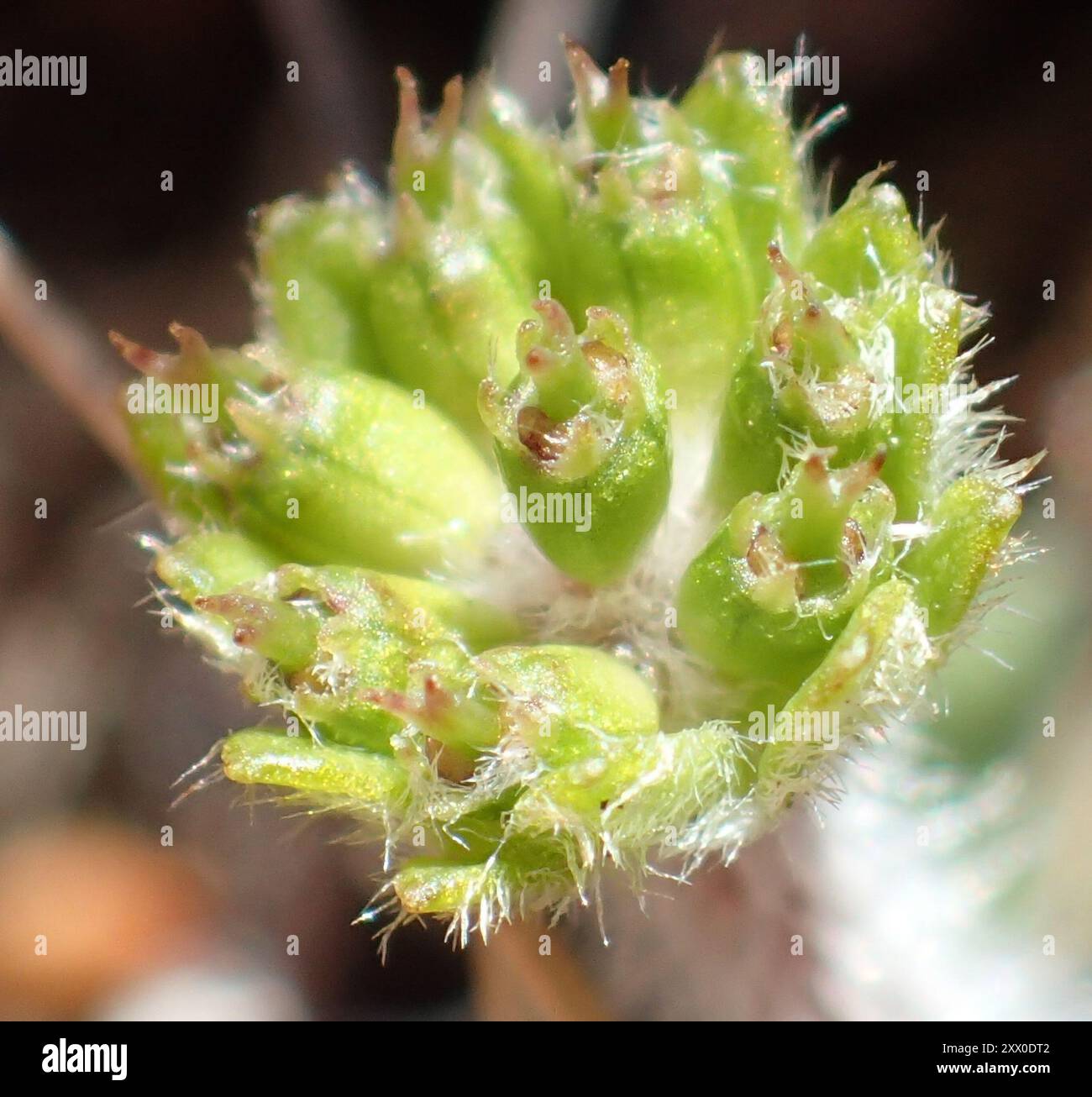 tiny flannel flower (Actinotus bellidioides) Plantae Stock Photo - Alamy